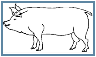 How To Give Injections - Pork Information Gateway