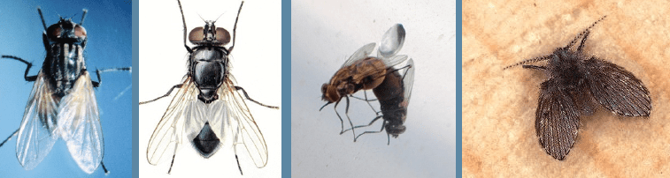 Swine Ectoparasites: House Fly and Other Non-Biting Flies - Pork ...
