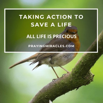 Taking Action To Save A Life - All Life Is Precious