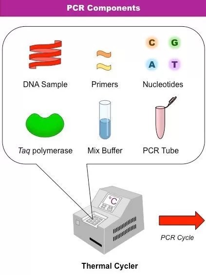 pcr-components_med - Profissão Biotec