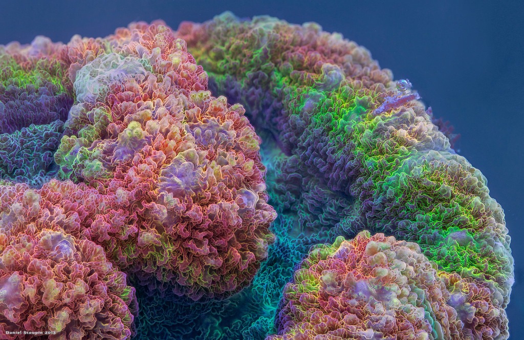 Mind-bending fluorescent coral reef photography - Psychedelic Frontier