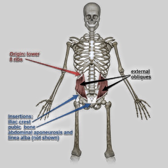 Abdominal External Oblique muscle - PT Master Guide