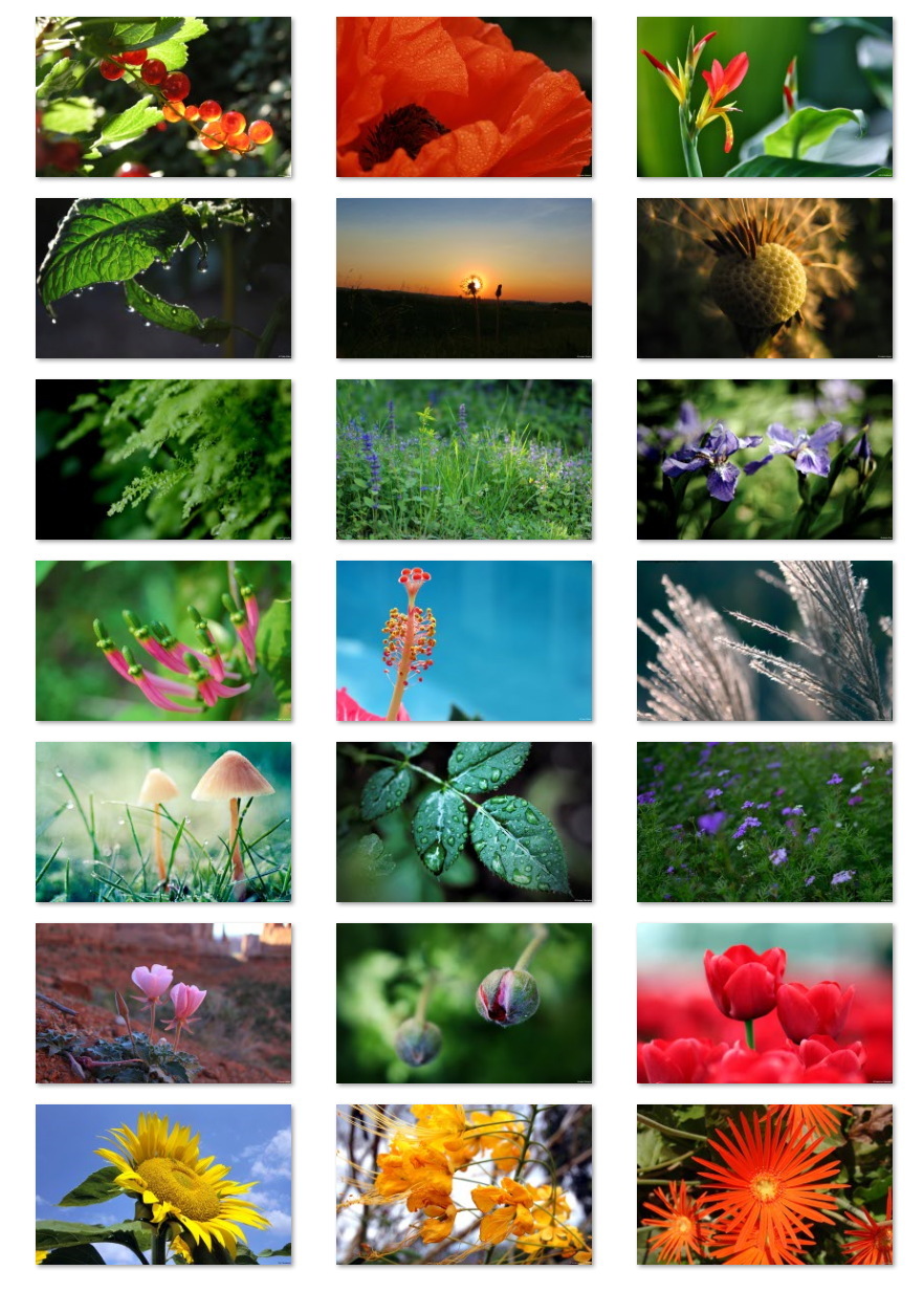 Flora theme for Windows (download) • Pureinfotech