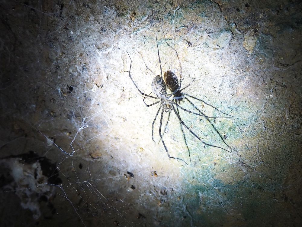 Gomantong Cave in Borneo: A warning - Rachel's Ruminations