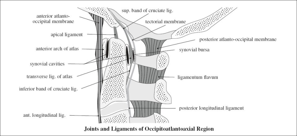 of Skull and Spine | Radiology Key