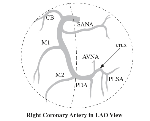 Anatomy | Radiology Key