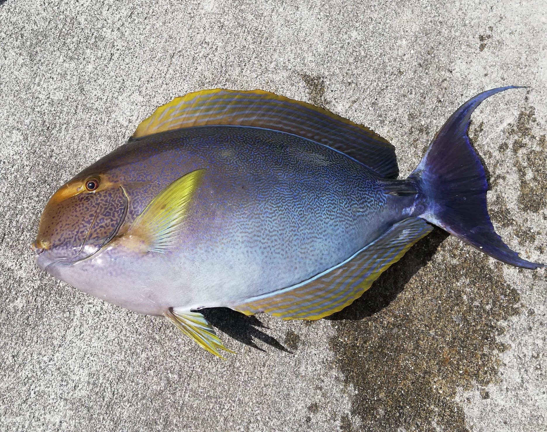 Re:Fish デジタル魚拓サービス リフィッシュ » 2