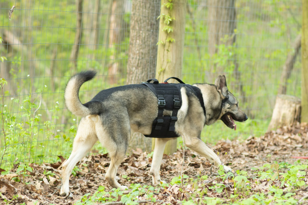 6 Best Tactical Dog Harnesses 2022 - Just Pawsome Pets