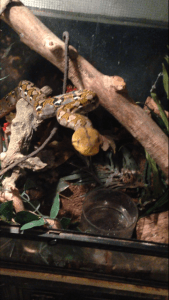 Reticulated Python | Slithering Legend/-/ReptileApartment.com