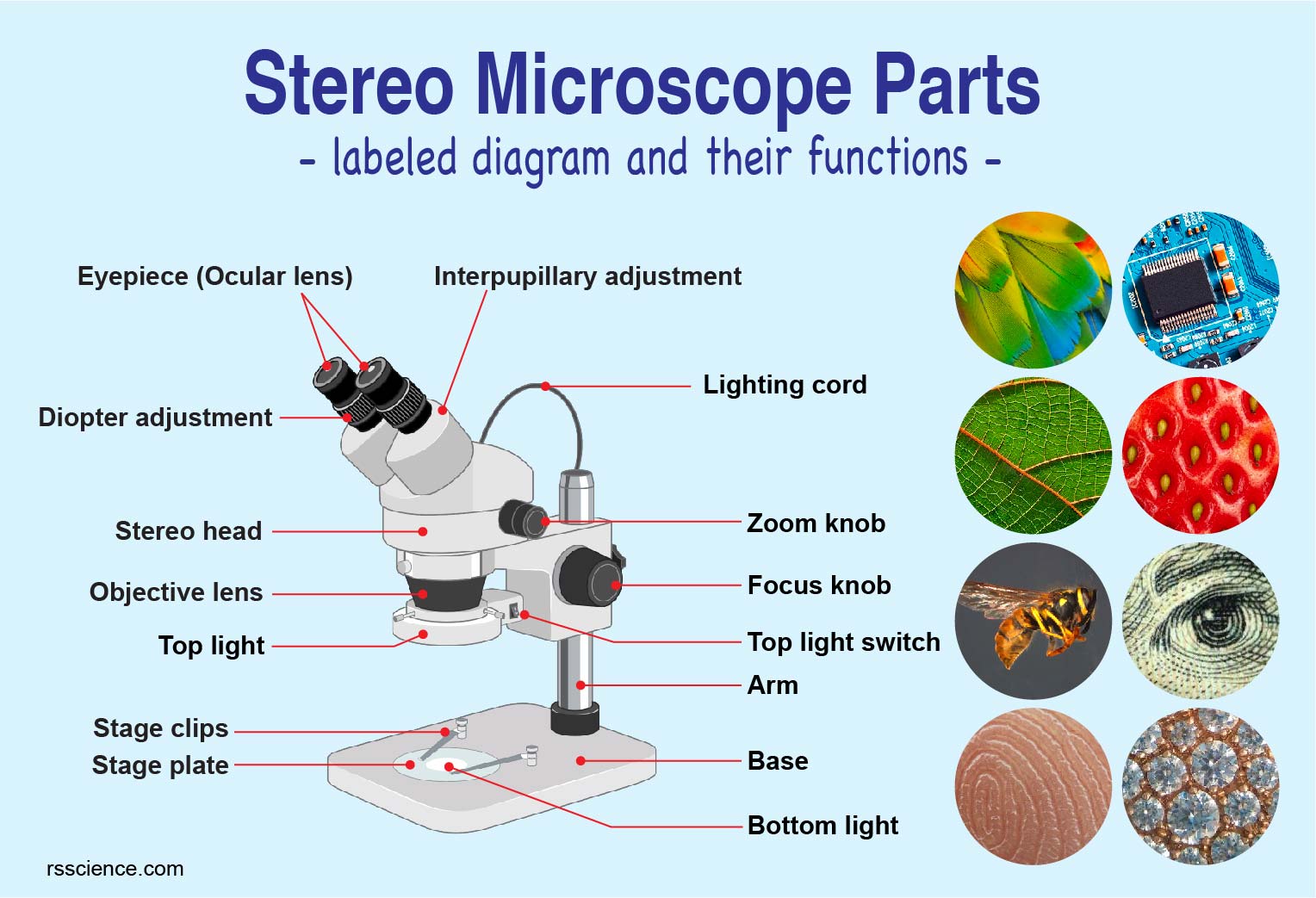 Circuit Diagram Of Microscope