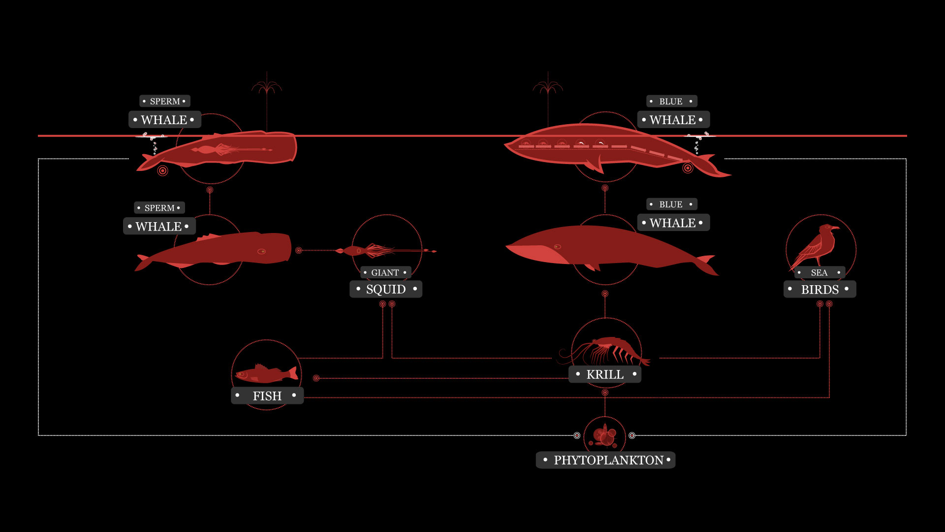 Scientific American - Whale Poop | Sciconic