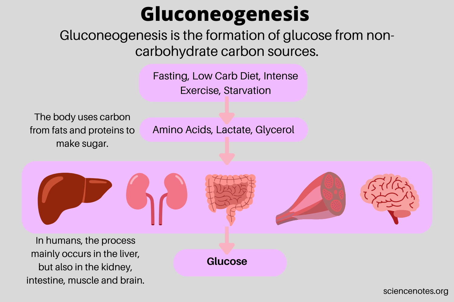 Gluconeogenesis Pathway and Definition Recently updated ! - TrendRadars