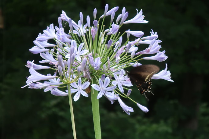 shobha | Seeds of Design