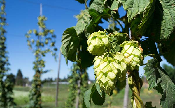 Let’s Learn! Citra Hops - Short Brews
