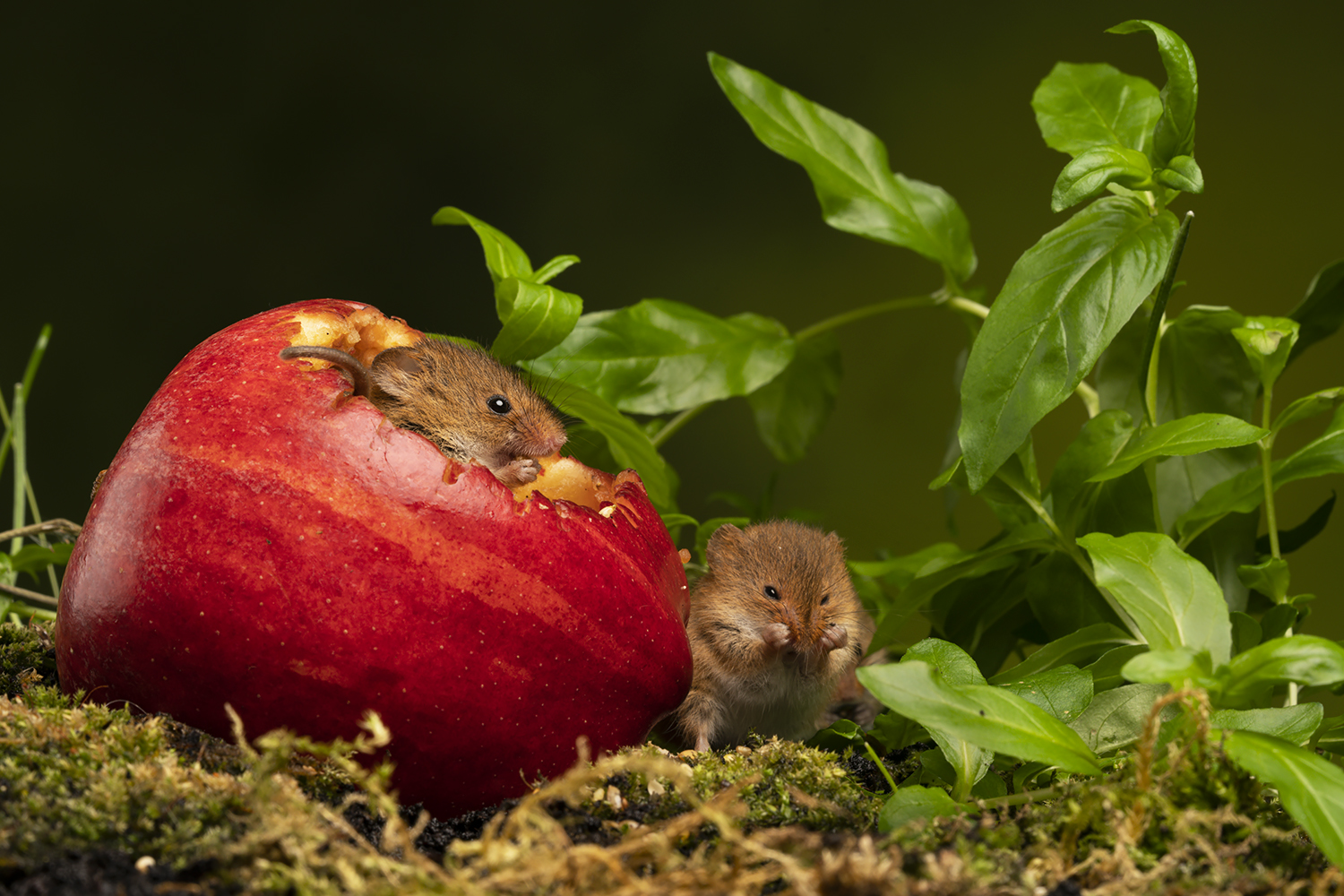 Harvest Mice Photos – ShutterButton