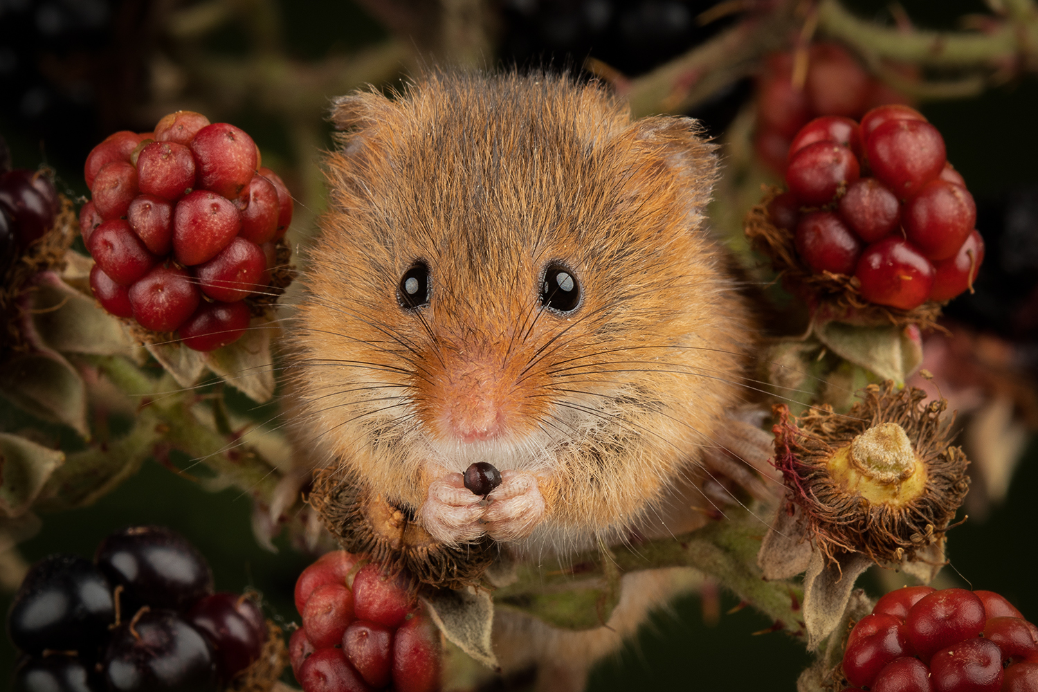 Harvest Mice Photos – ShutterButton