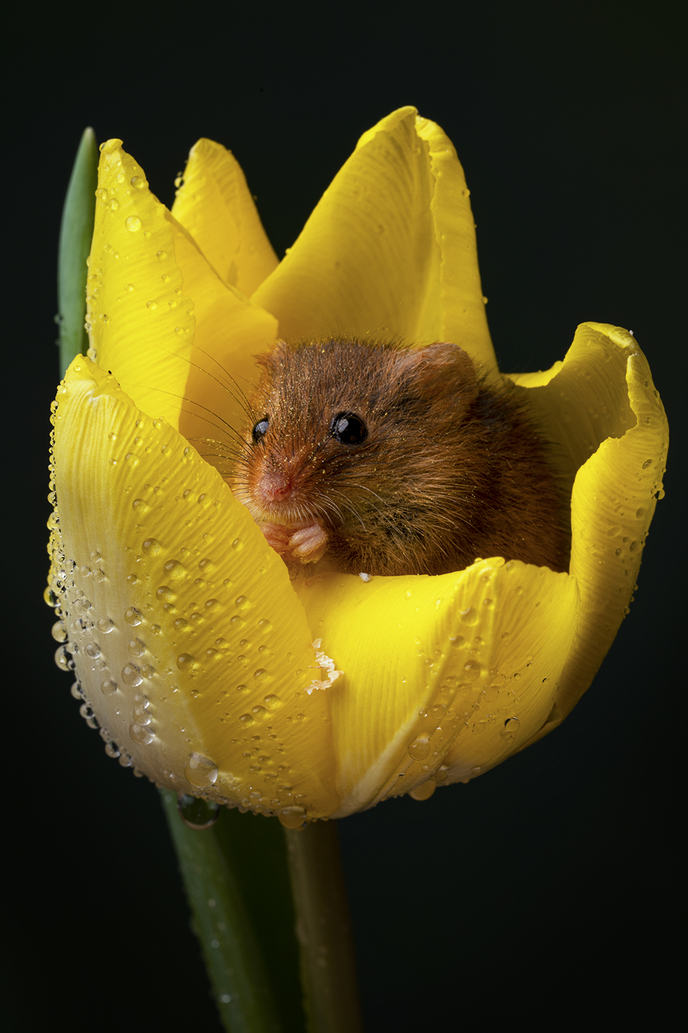 Harvest Mice Photos – ShutterButton