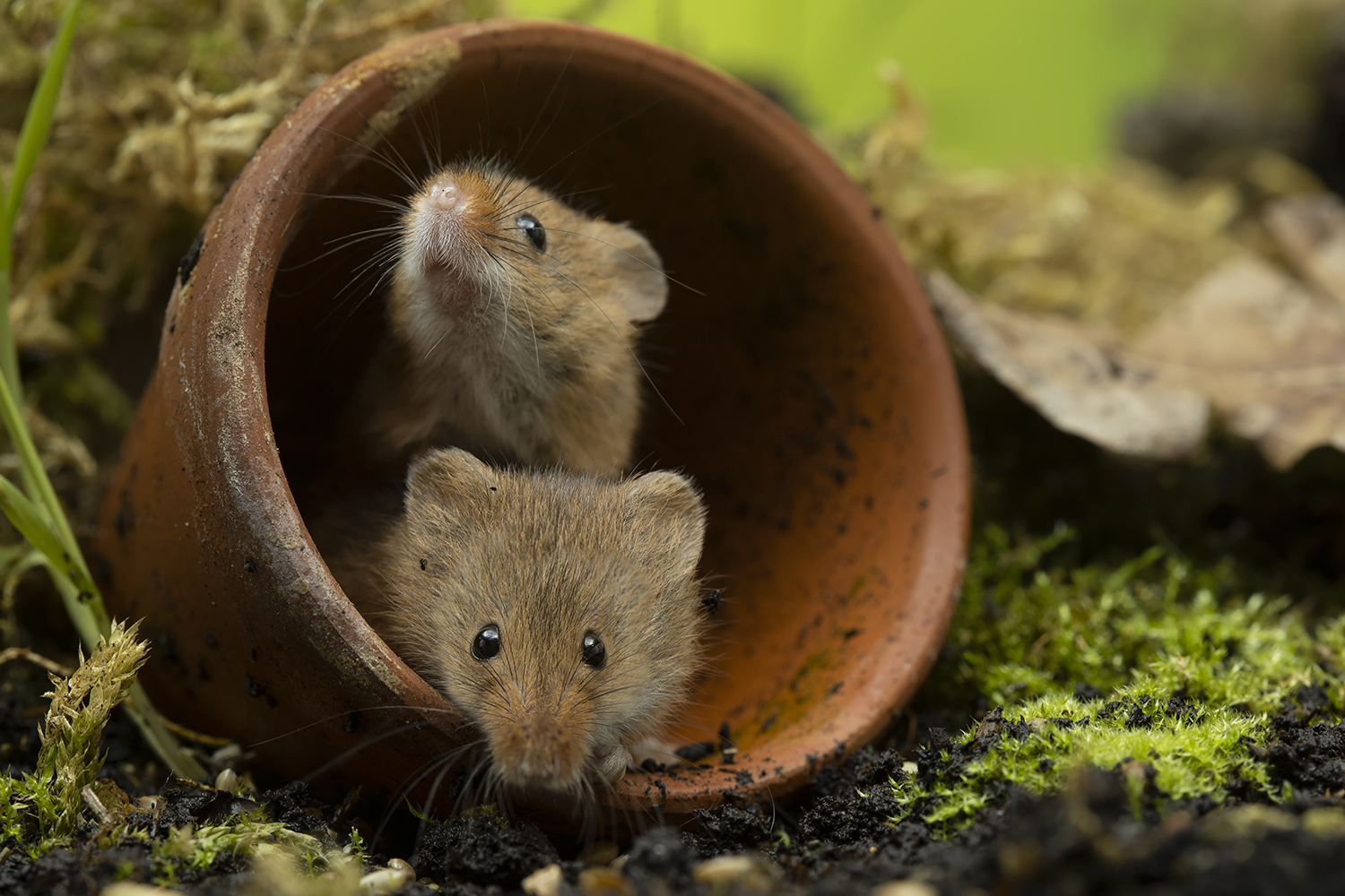 Harvest Mice Photos – ShutterButton