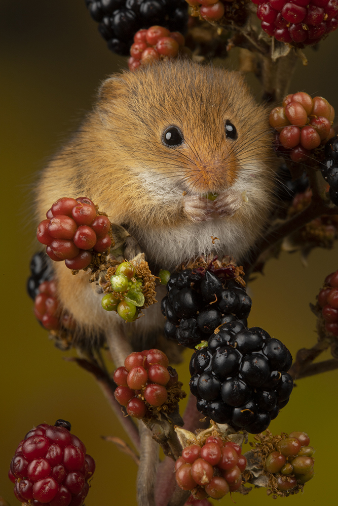 Harvest Mice Photos – ShutterButton