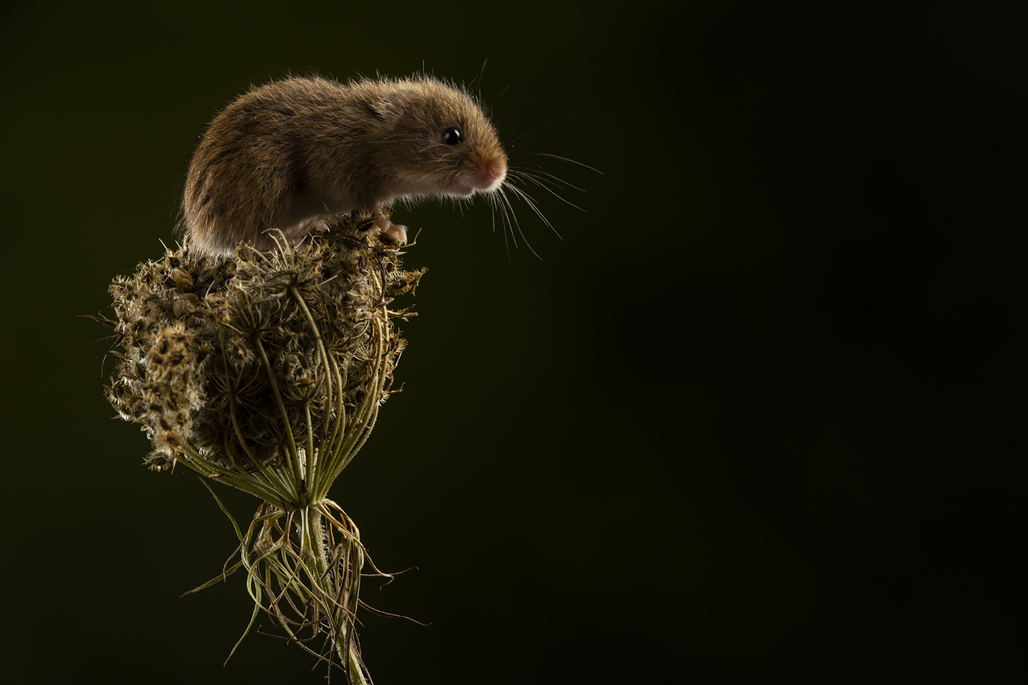 Harvest Mice Photos – ShutterButton