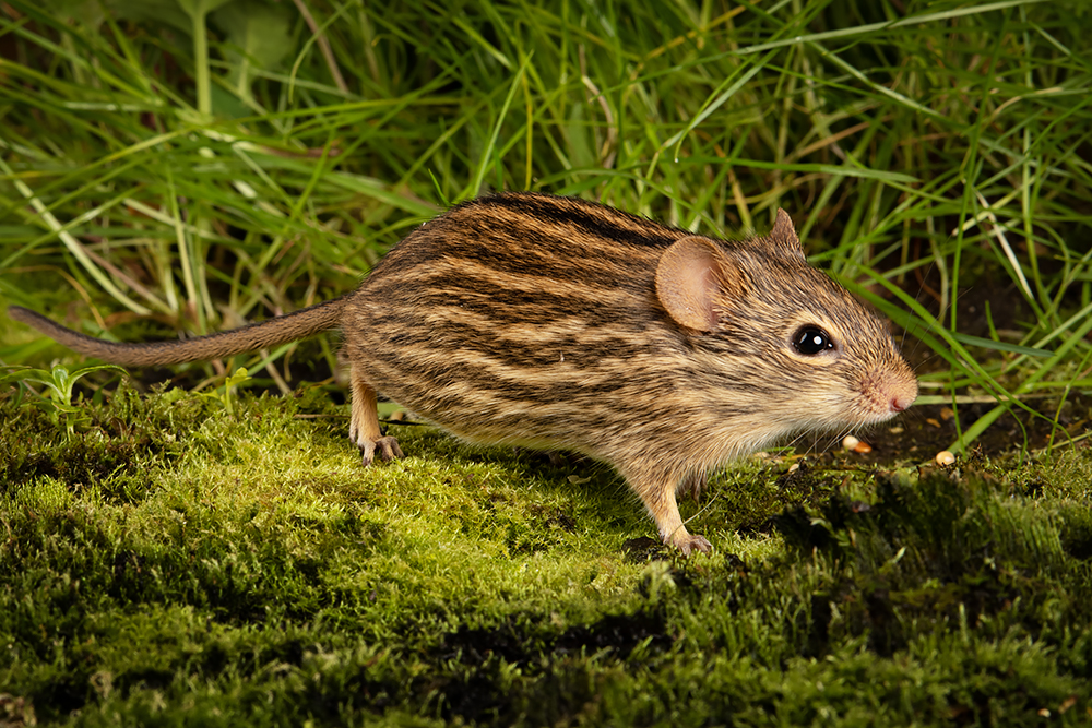 Mammals Photo Gallery – ShutterButton