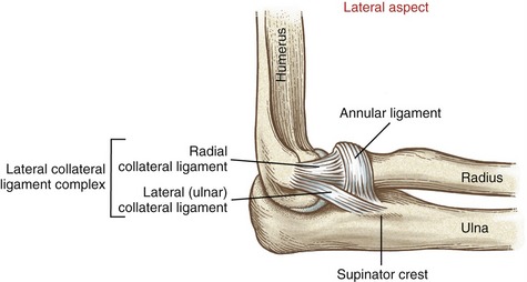 Ulnar Collateral Ligament Anatomy