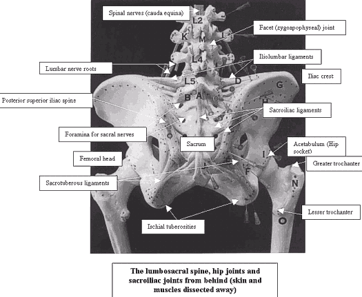 The Lumbar Spine Anatomy Function And Common Injuries Spine Center