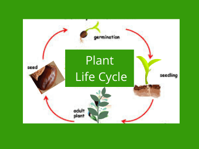 Plant Life Cycle For Kids - Plant Life Cycle Stages-SmartClass4Kids