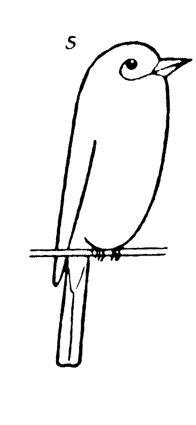 How to draw a Bird easy step by step - easy bird drawings - Smart Kids 123