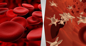 4 Components of Blood With Functions • Smart Science Pro