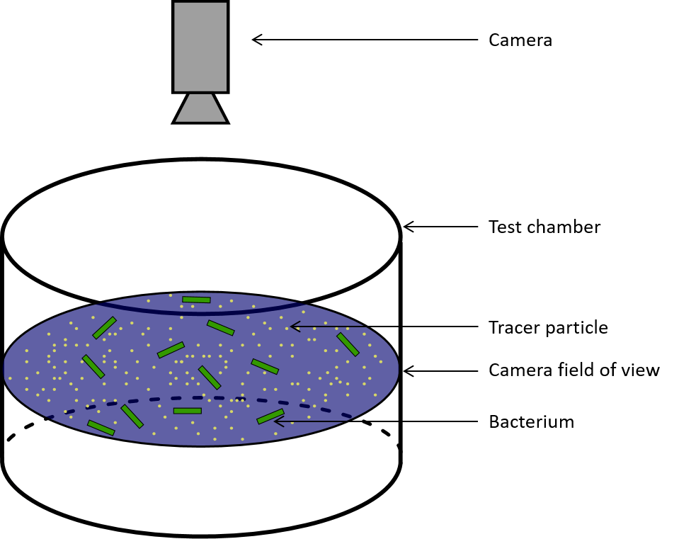 How swimming bacteria spin fluid – Softbites