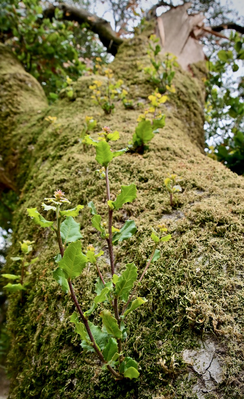 Epicormic sprouts… – Sonoma Mountain Ecology Notes