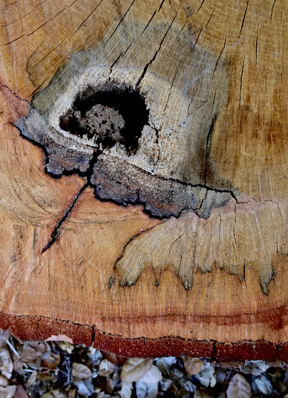 Bark Pockets – Sonoma Mountain Ecology Notes