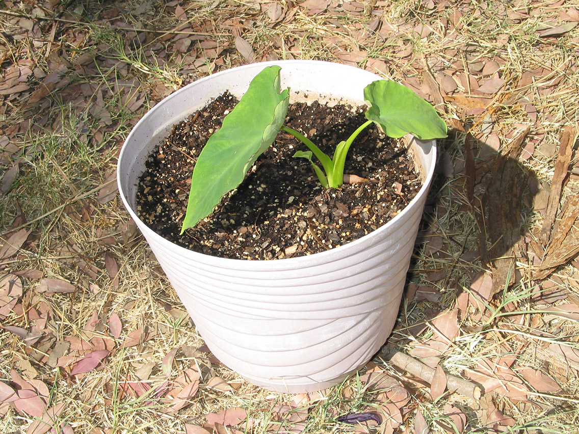 Elephant Ear (Taro root from Kmart) | Spacegurrrl's Garden Log
