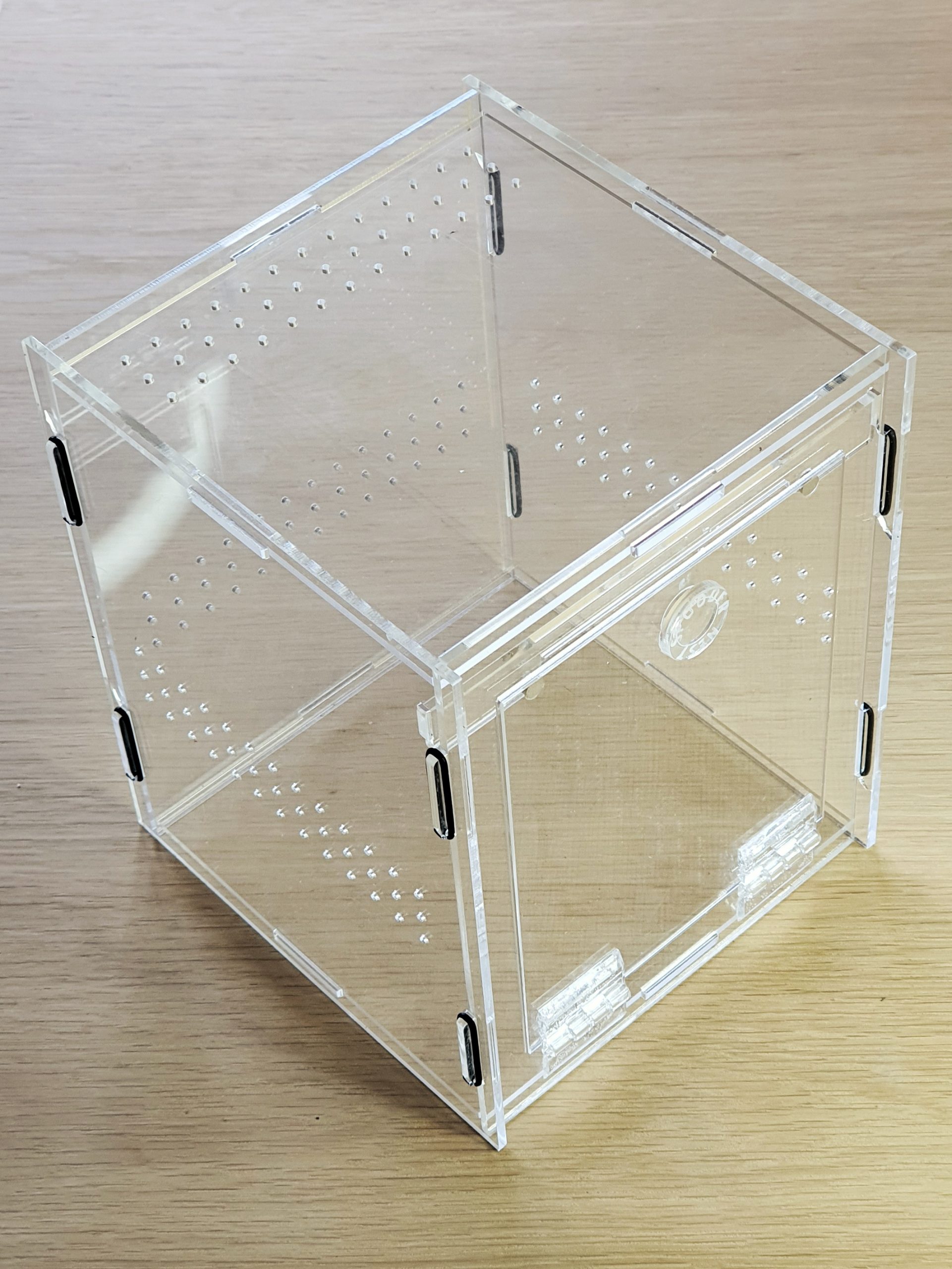 Regal Jumping Spider Housing Tips | SpooderNest