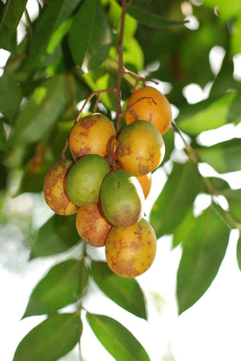 Mope - Sranang Kukru - De Surinaamse Keuken