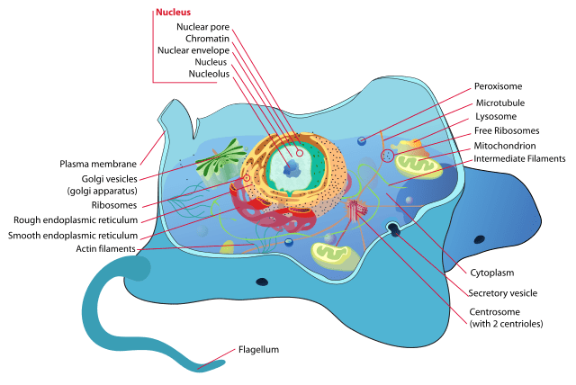 Schematic Diagram Of Eukaryotic Plant And Animal Cell