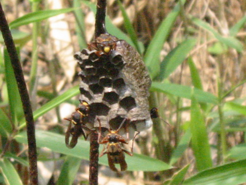 Bug box: Stingers – paper wasps & giant hornet killers | NATURE IN JAPAN