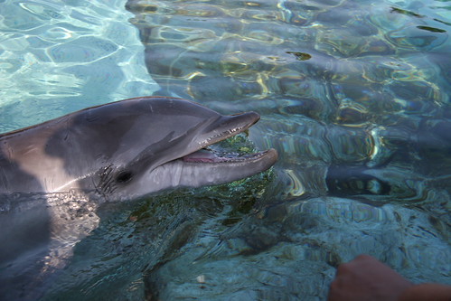 Dolphin | Pakistani Pictures