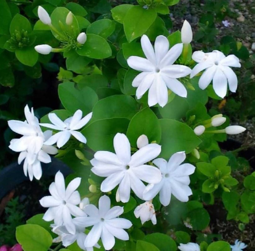 Indonesian National Flower Jasmine | Best Flower Site