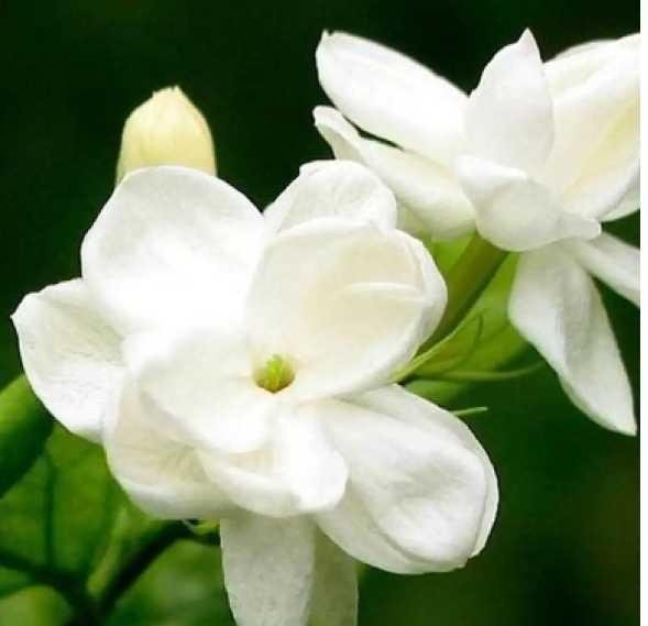 Indonesian National Flower Jasmine | Best Flower Site