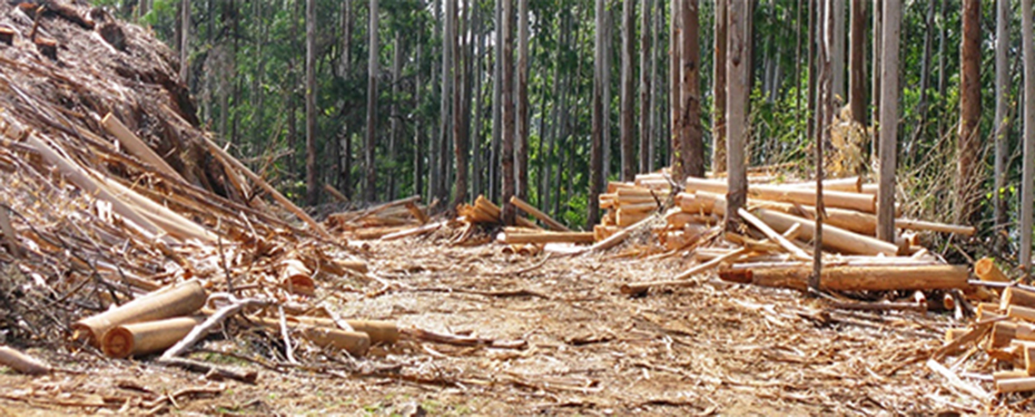 Forest Communities’ Struggle for Traditional and Customary use of ...