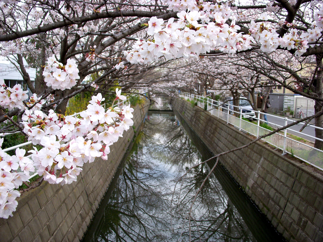 Immagini – 桜 sakura – Studiare (da) Giapponese