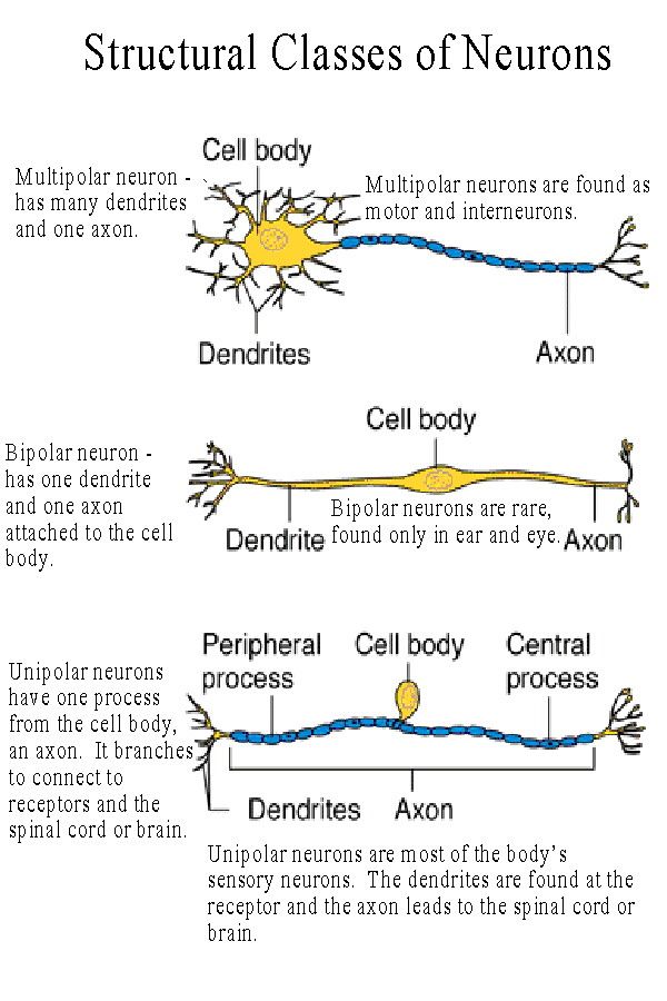 Schematic Diagram Of Nervous System Circuit Diagram