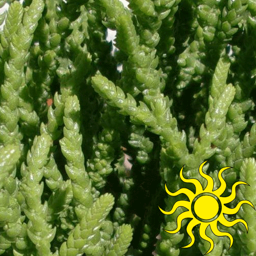 Crassula Princess Pine | What We Grow