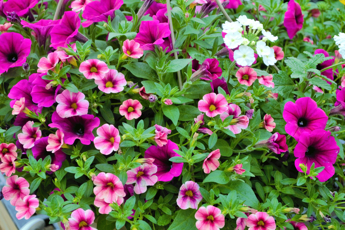Petunias | Stutzmans Greenhouse & Garden Centers