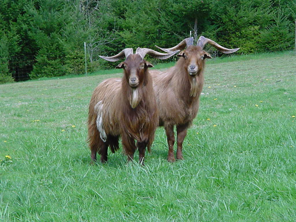 Kambing | its all about goat and sheep