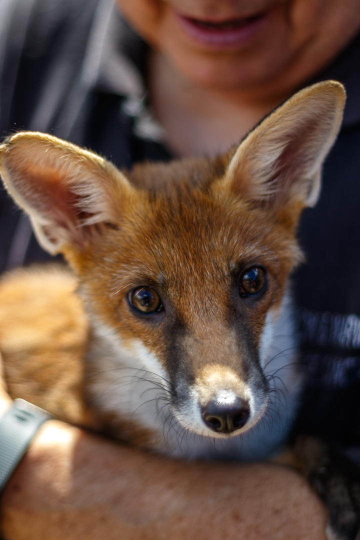 Rescued Animals at Nuneaton and Warwickshire Wildlife Sanctuary | Suzie ...