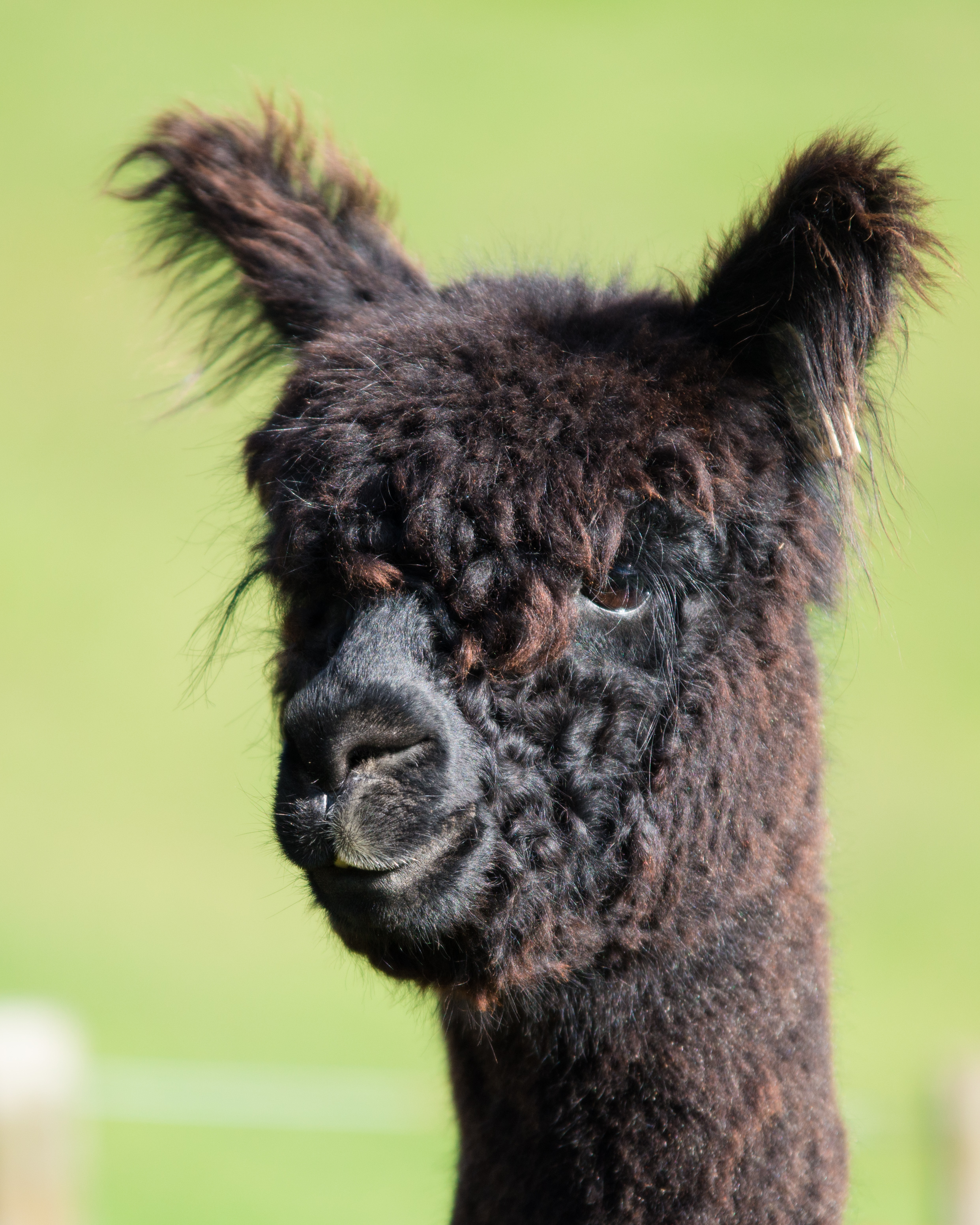 How To: Taking Photographs of Your Alpaca | Tara Sutherland