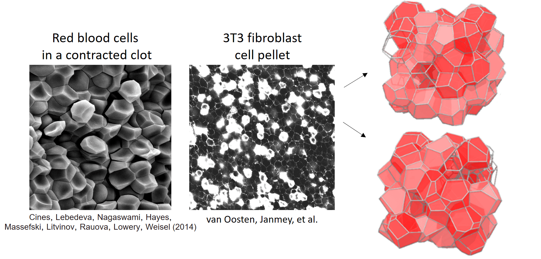 Fast assessments of 3D shapes within cell populations – T. A. Sharp
